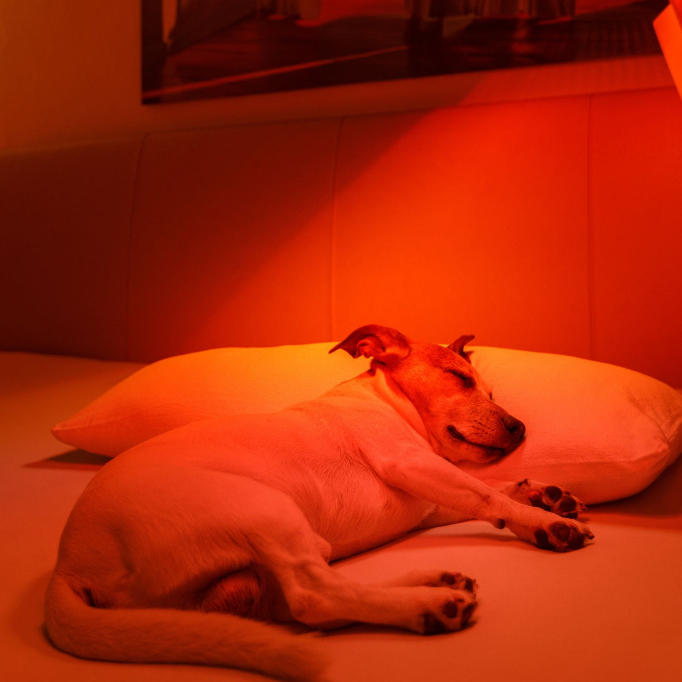 Full Body NIR Red Light Therapy at Home Panel | bodybud UK